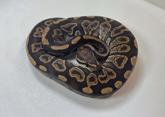 Sable Mahogany Ball Python by Brass Man Reptiles