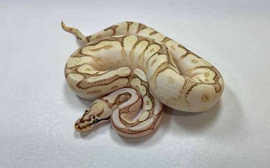 Lesserbee Lucifer YB/Specter Ball Python by Brass Man Reptiles