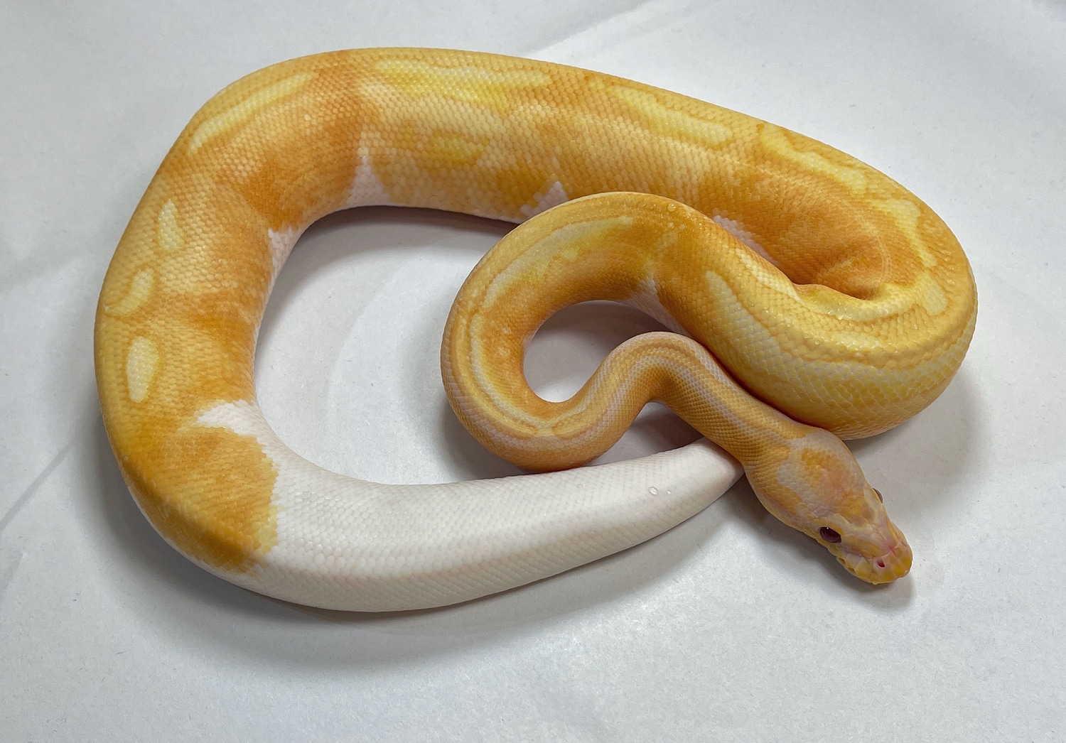 Dream Ball Python by Brass Man Reptiles - MorphMarket