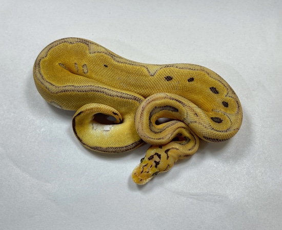 Super Enchi Champagne Leopard Clown Ball Python by Brass Man Reptiles