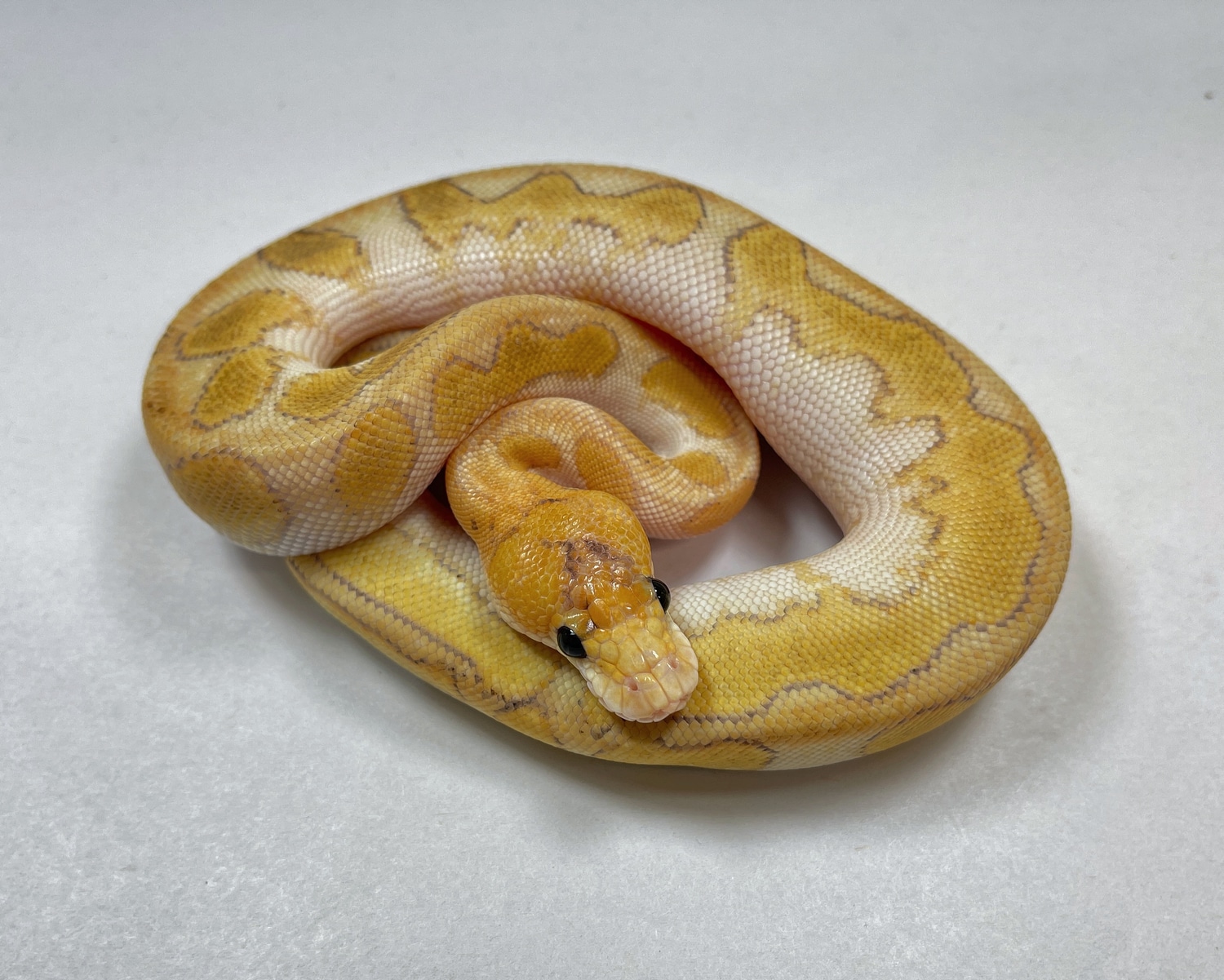 Enchi (Poss Super) Champagne Clown Ball Python by Brass Man Reptiles ...