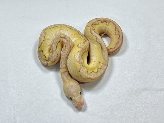 Pastel Enchi Butter Clown Ball Python by Brass Man Reptiles