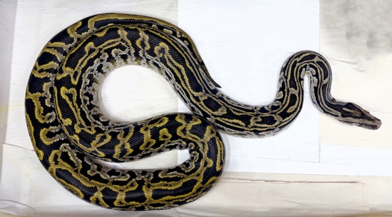Labyrinth Het Albino Burmese Python by Brass Man Reptiles