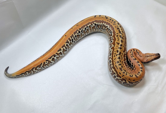Pixel Pos Het Tneg Blood Python by Brass Man Reptiles