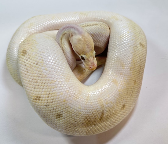 Calico Queen Spin Ball Python by Brass Man Reptiles