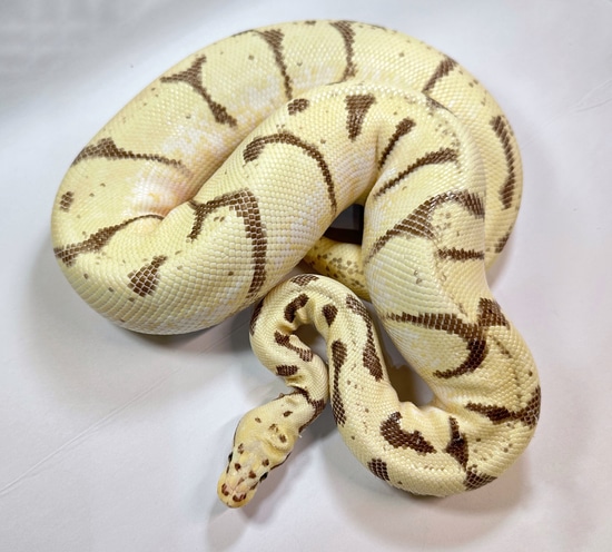 Lucifer Bumble Bee Ball Python by Brass Man Reptiles