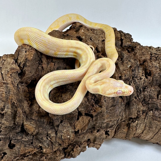 Albino Carpet Other Carpet Python by Brass Man Reptiles