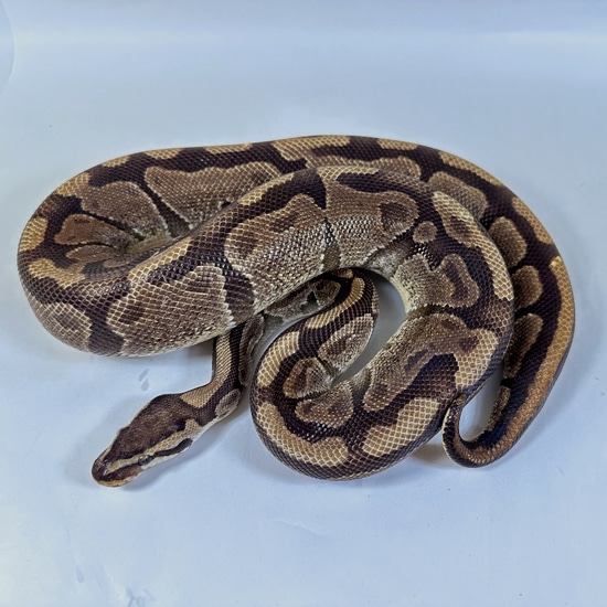 Enchi Sable Ball Python by Brass Man Reptiles