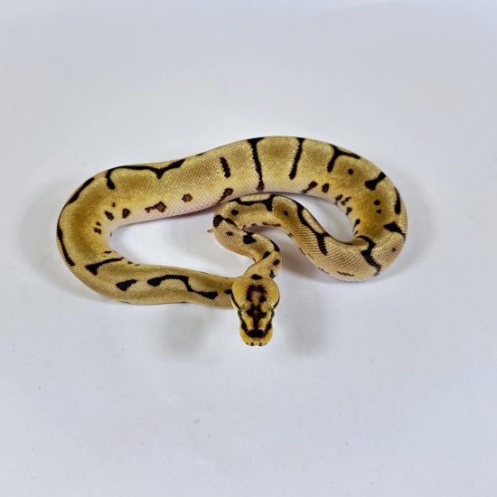 Stinger Bee Leopard Het Clown Ball Python by Brass Man Reptiles