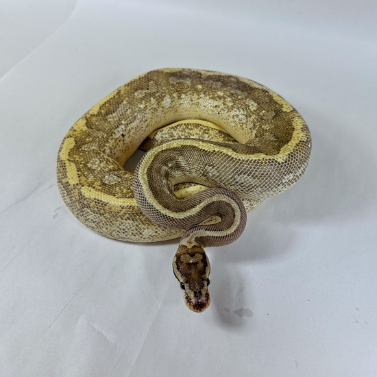 Hidden Gene Woma Freeway Pos Het Hypo Ball Python by Brass Man Reptiles