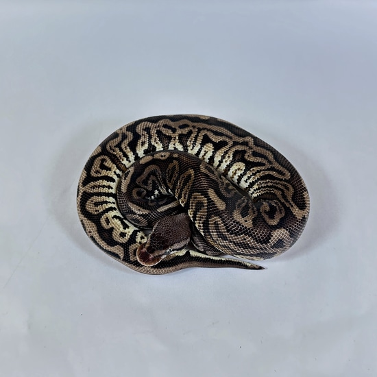 Leopard Inferno Ball Python by Brass Man Reptiles