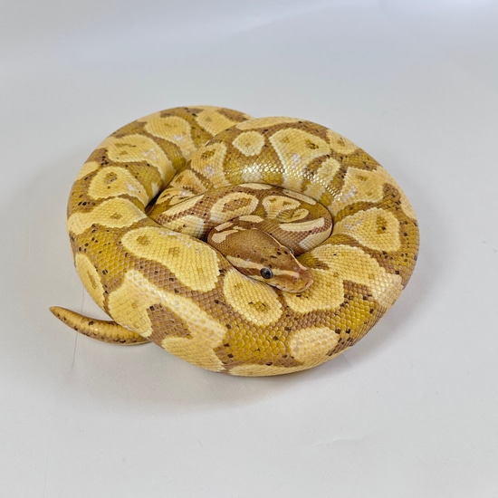 Coral Glow Calico Ball Python by Brass Man Reptiles