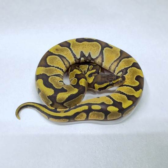 Enchi Odium DH Ultraglow Ball Python by Brass Man Reptiles