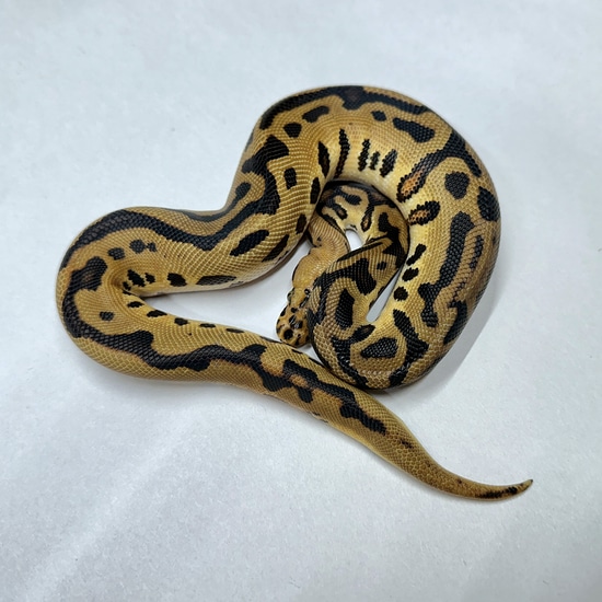 Spotnose Leopard Enchi Pos YB Het Clown Ball Python by Brass Man Reptiles