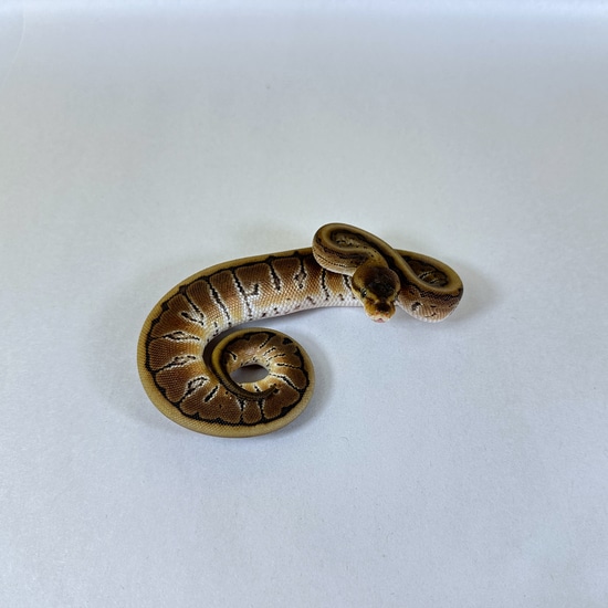 HGW Pin Ball Python by Brass Man Reptiles