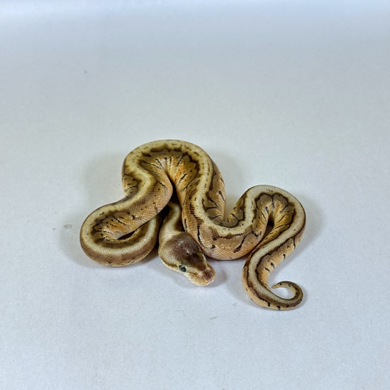 HGW Lemon Blast Ball Python by Brass Man Reptiles