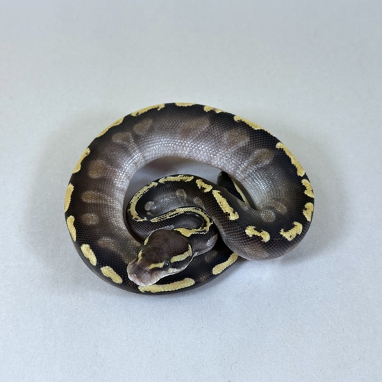 GHI Mojave Ball Python by Brass Man Reptiles