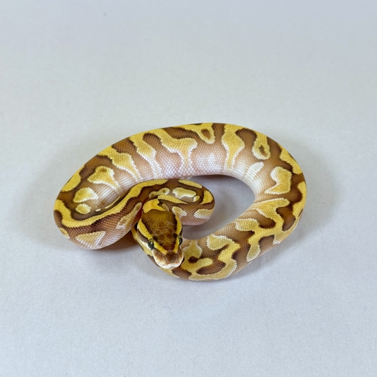 Enchi Lesser YB Odium Ball Python by Brass Man Reptiles
