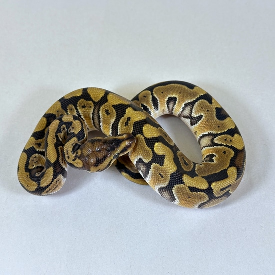 HGWG TH VPI True Ghost Clown Ball Python by Brass Man Reptiles
