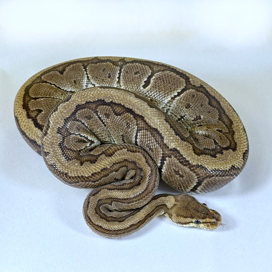 Chocolate Pin Pos Enchi Ball Python by Brass Man Reptiles