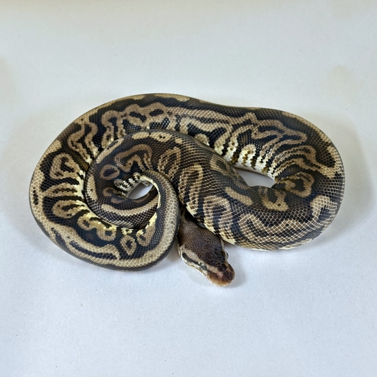 Leopard Inferno Fader Ball Python by Brass Man Reptiles