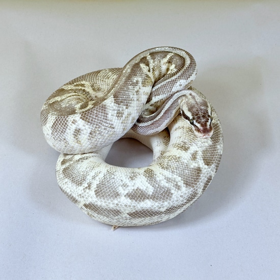 Super Pastel Leo Enchi HGW Calico Ball Python by Brass Man Reptiles