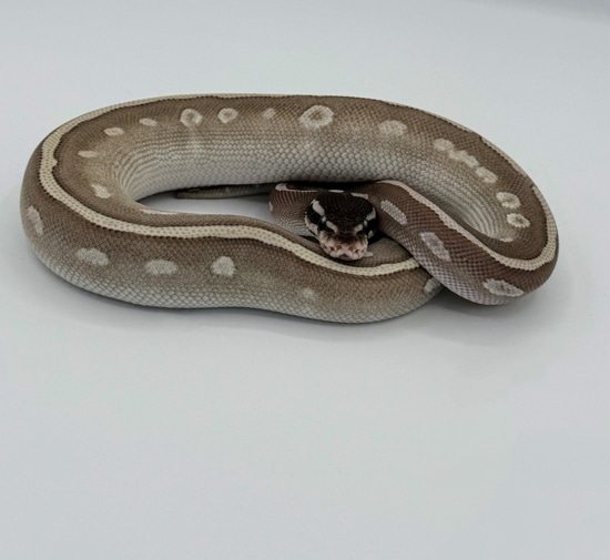 Mystic Potion Ball Python by JTVGeckos