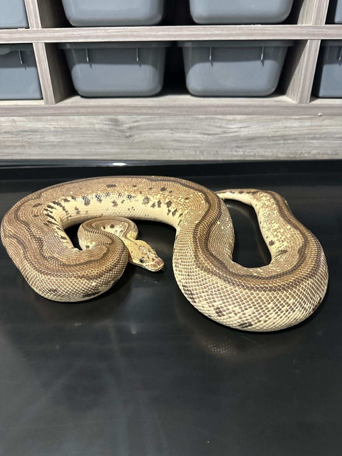 Pastel Leopard Clown Ball Python by Essexballz - MorphMarket
