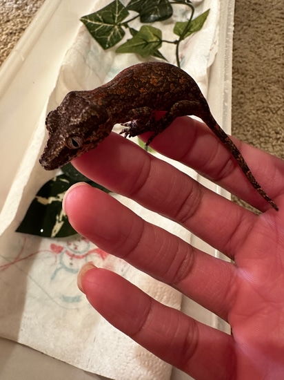 Blotched Baby Gargoyle Gargoyle Gecko by Mommy's Geckos