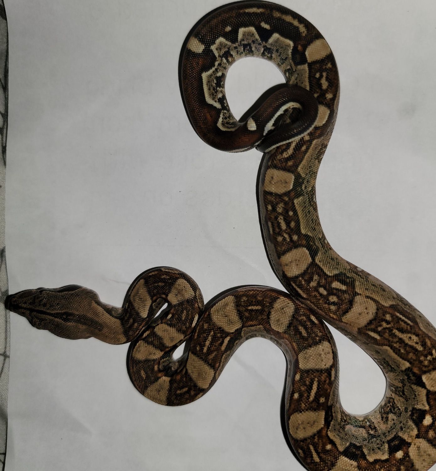 Jungle Aztec Het Albino Kahl Boa Constrictor by Dunno's Reptiles ...