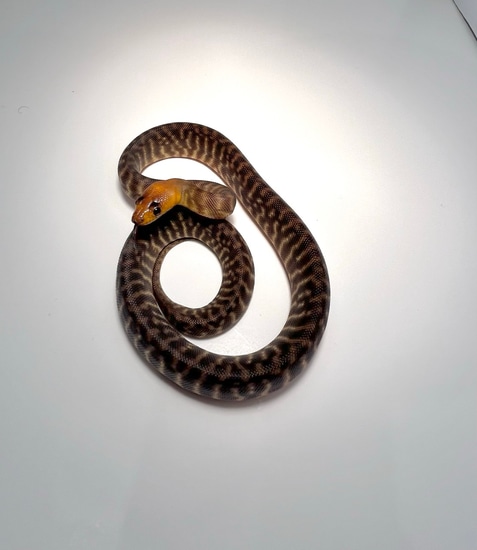 2024 Woma Python Female 65/B by One way consulting and management