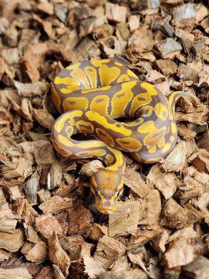 Ultramel Ball Python by Johnny's Reptiles