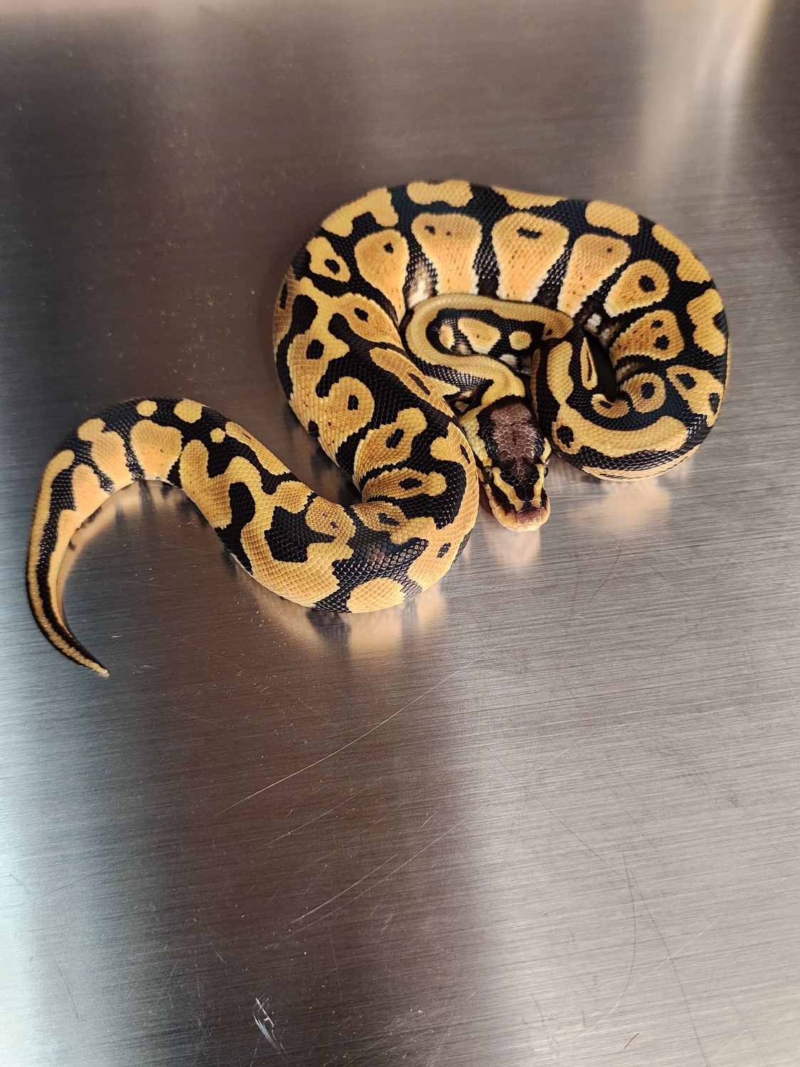 Crypton Het Clown, Het Desert Ghost Ball Python by Johnny's Reptiles ...