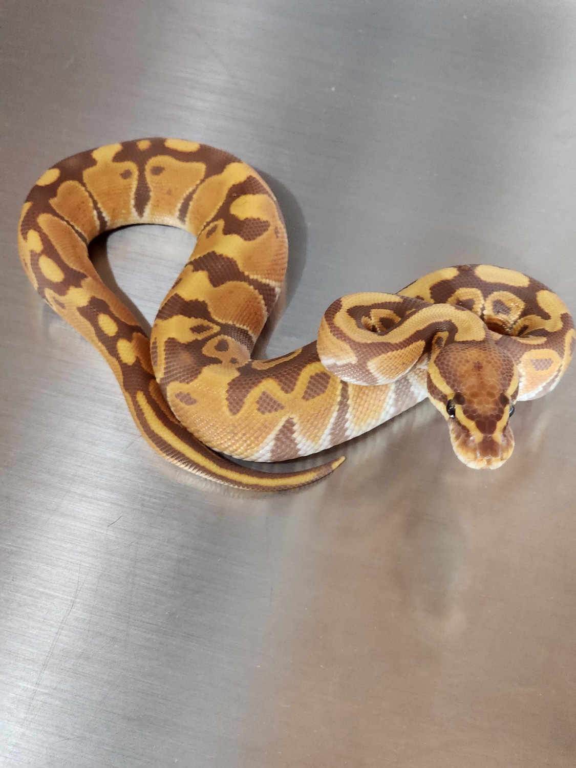 Ultramel Ball Python by Johnny's Reptiles - MorphMarket