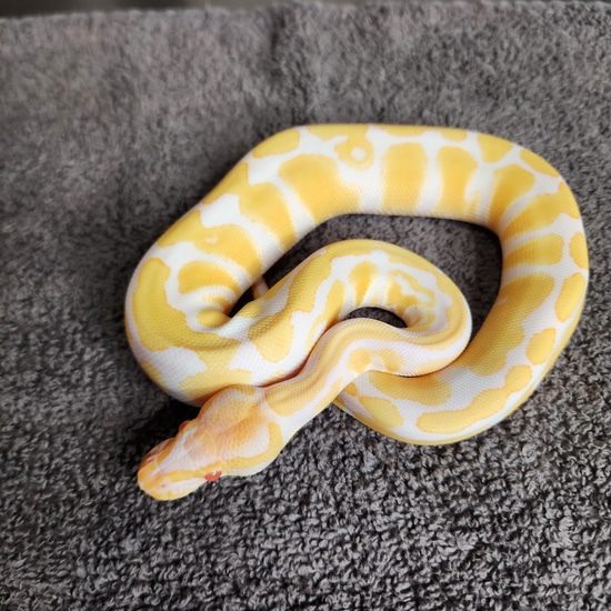 Albino 50% Het Clown Ball Python by Johnny's Reptiles