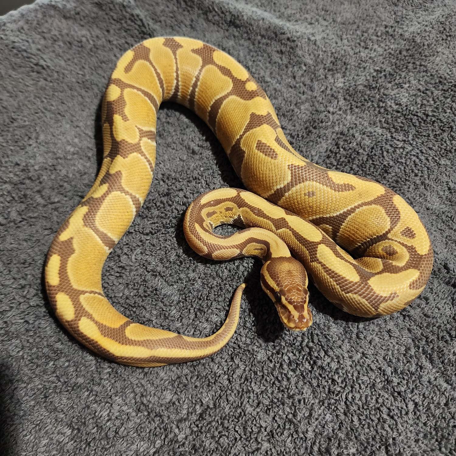 Ultramel Ball Python by Johnny's Reptiles - MorphMarket