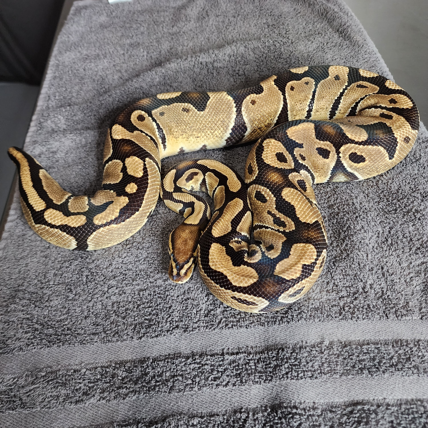 D.H. Albino Clown Ball Python by Johnny's Reptiles - MorphMarket