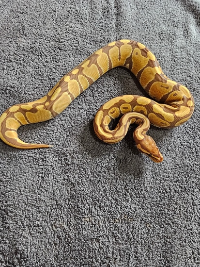Ultramel Ball Python by Johnny's Reptiles