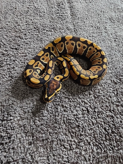 50% Double Het Albino Clown Ball Python by Johnny's Reptiles