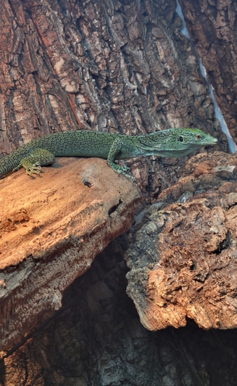 Adult Male Kordensis Biak Tree Monitor by Slithering Den