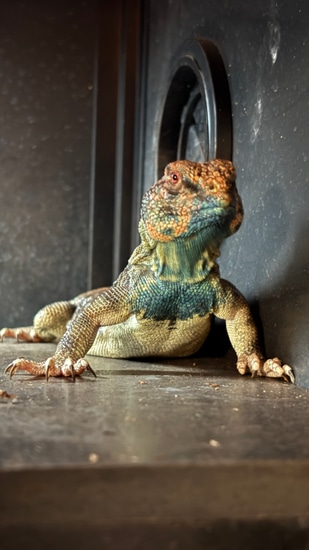 Thomasi Uromastyx by Slithering Den