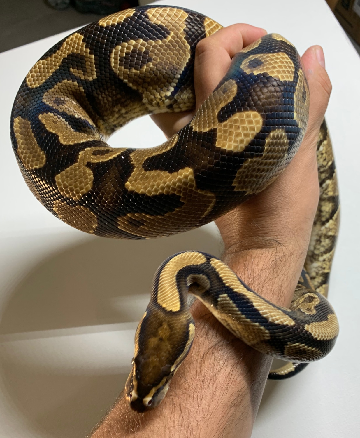 Yellow Belly Ball Python by Phantastic Reptiles - MorphMarket