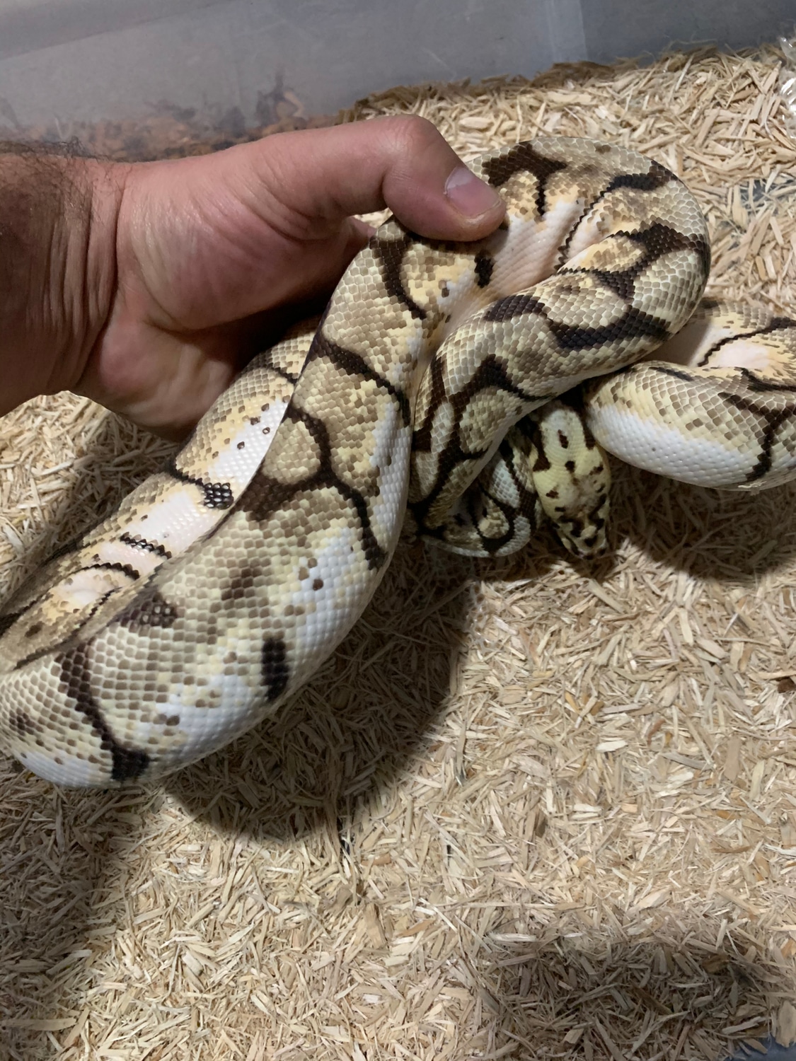 Bumble Bee Het Pied Ball Python by Phantastic Reptiles - MorphMarket