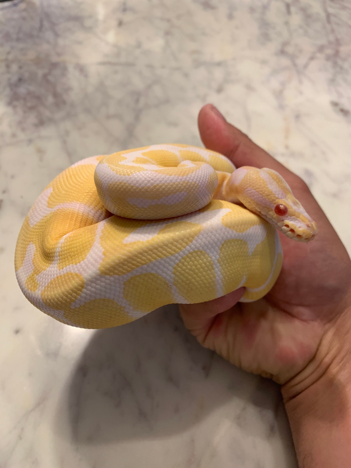 Friendly Albino Ball Python by Phantastic Reptiles - MorphMarket