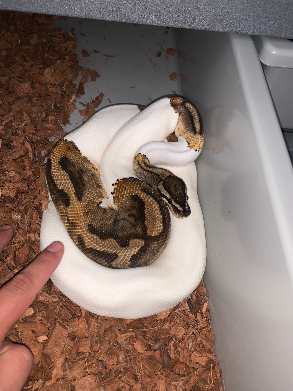 Adult Pied Ball Python by Phantastic Reptiles - MorphMarket