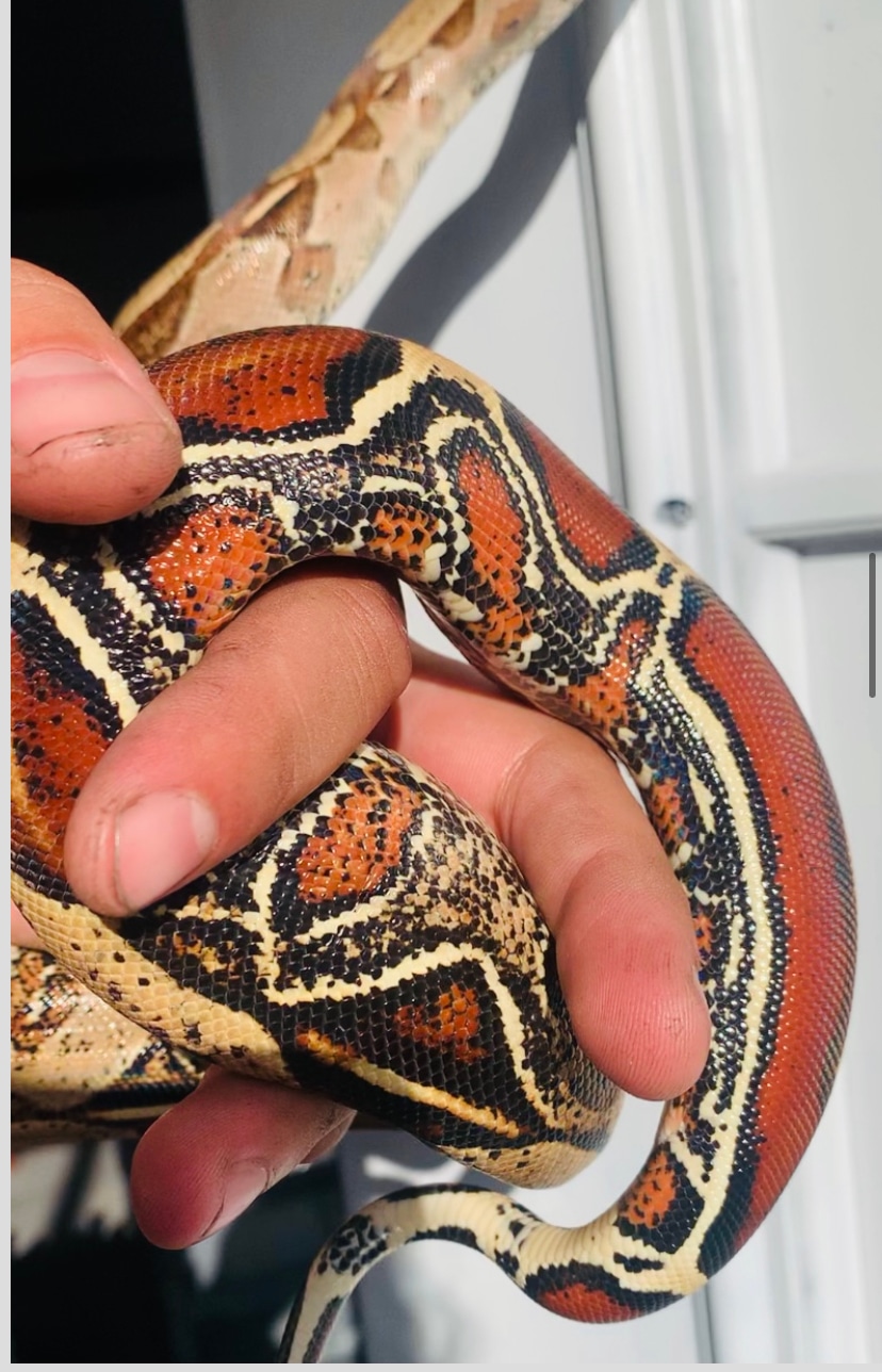 Friendly CBB Suriname True Reverse Stripe True Red-tailed Boa ...