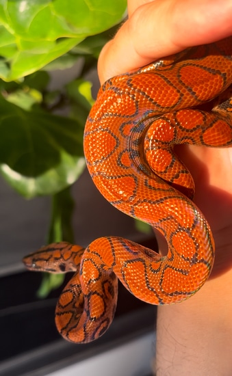 High Red Line Brazilian Rainbow Boa by Phantastic Reptiles