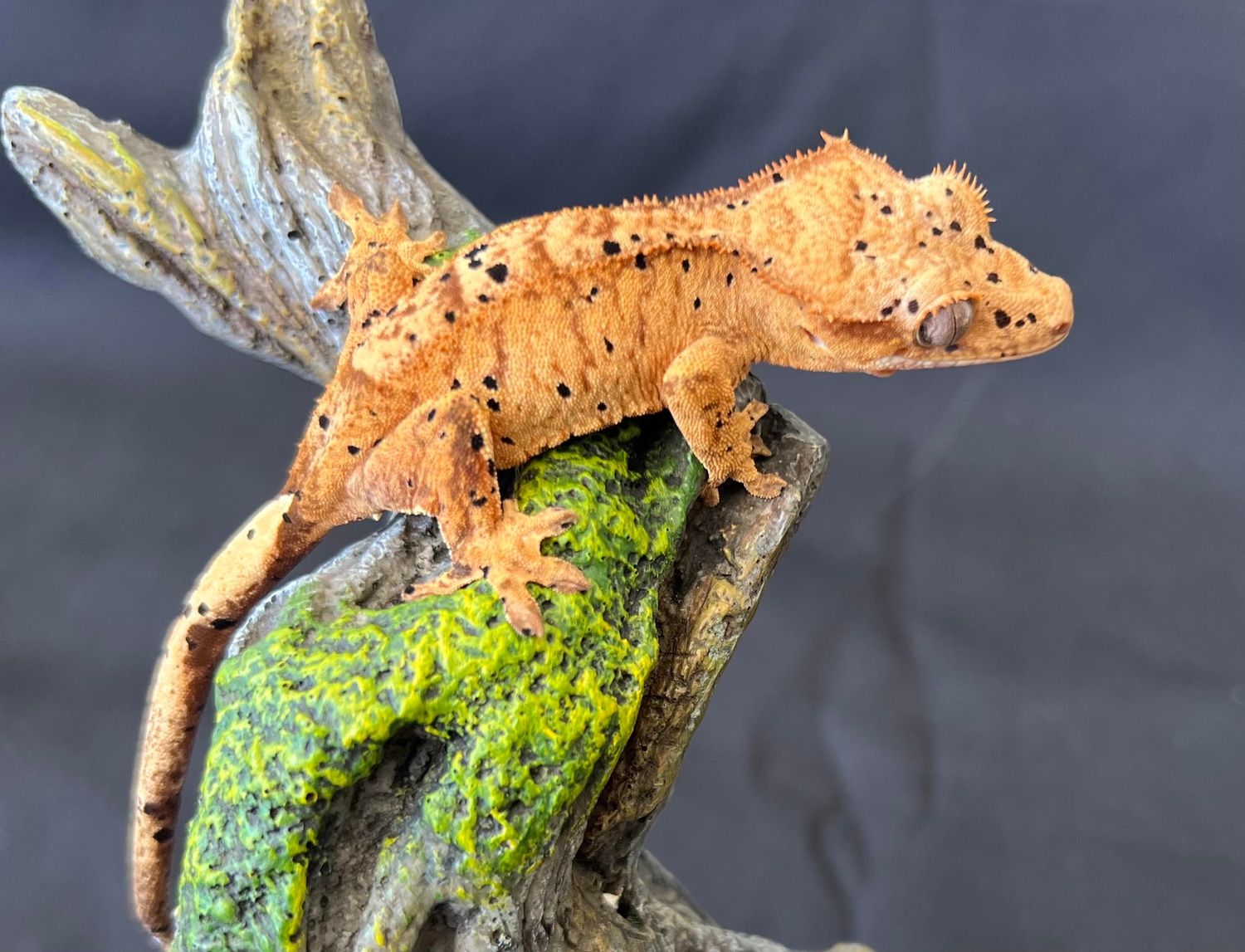 Dalmatian Yellow Brindle. Crested Gecko by Zeeks Geckos - MorphMarket