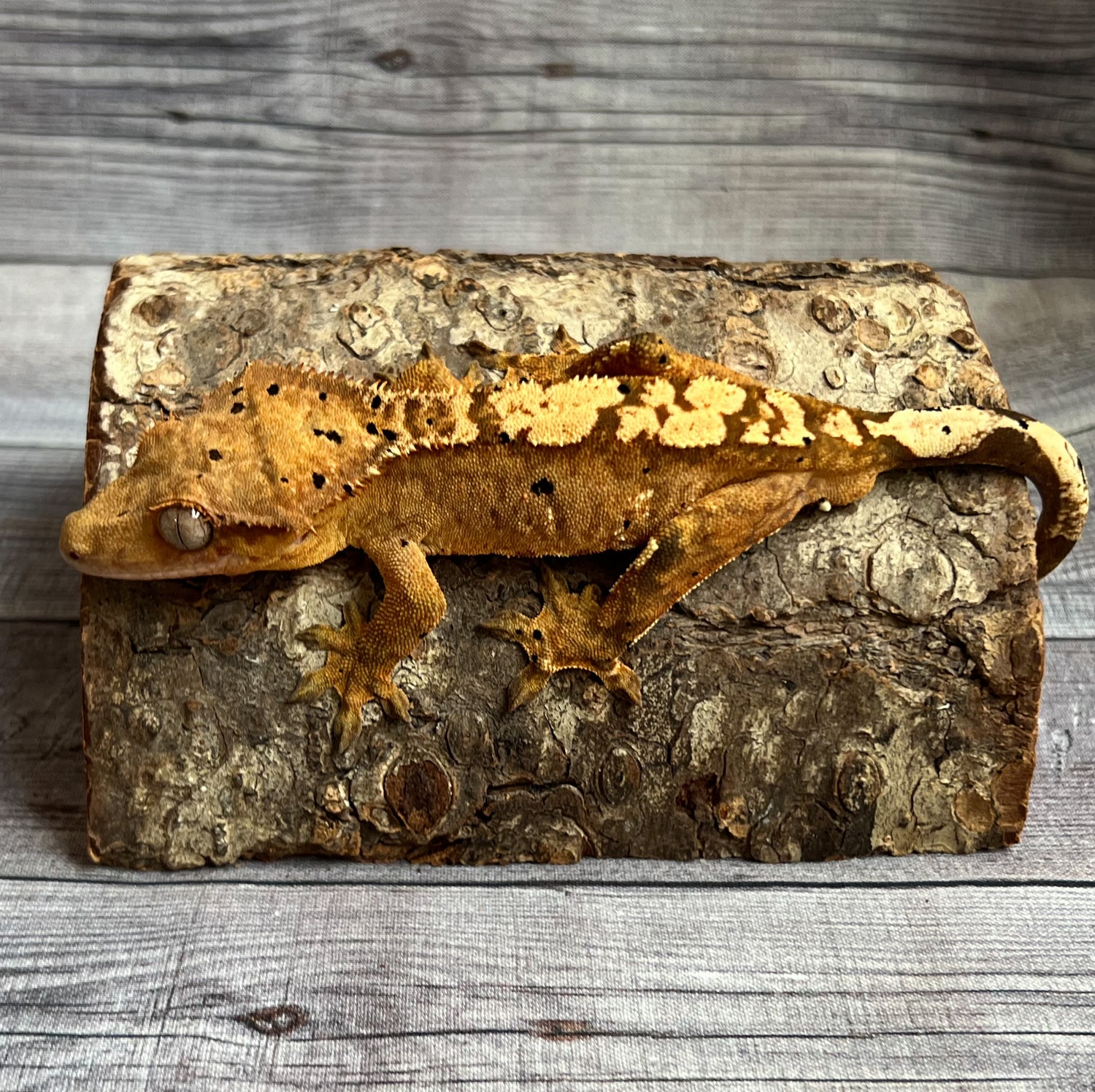 Black Friday Sale. Creamsicle Crested Gecko by Zeeks Geckos - MorphMarket