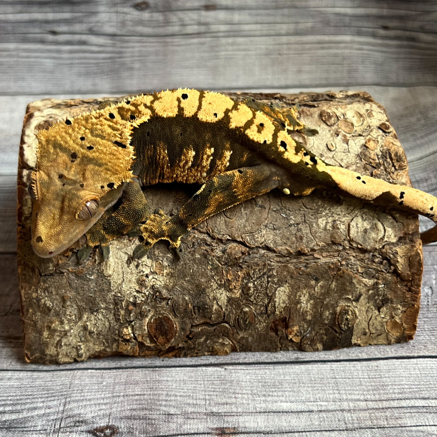 Dark Harlequin Halloween Crested Gecko by Zeeks Geckos - MorphMarket